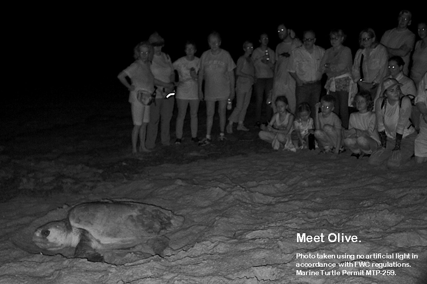 2025 Turtle Walk Registration